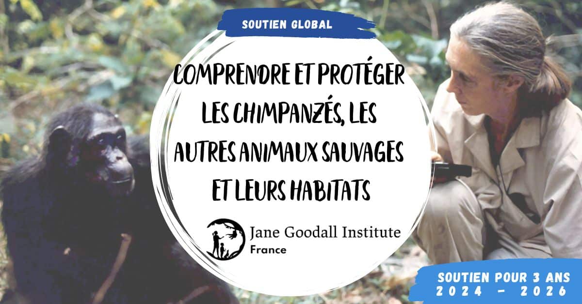Jane Goodall Institute France : Comprendre et protéger les chimpanzés